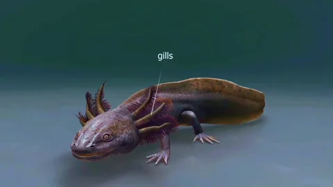 Axolotl anatomy | Stock Video | Pond5