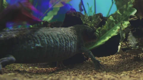 An axolotl disturbed by a fish | Stock Video | Pond5
