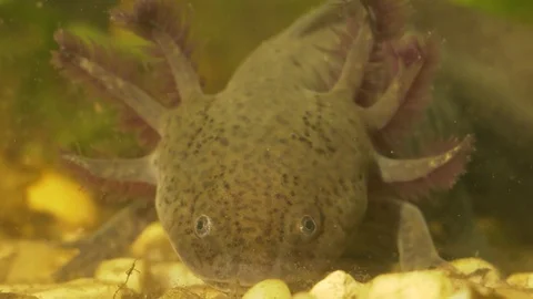 Axolotl. Mexican walking fish. Ambystoma... | Stock Video | Pond5