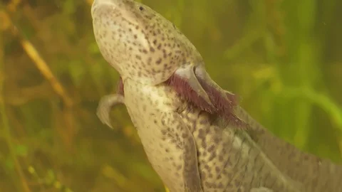 Axolotl. Mexican walking fish. Ambystoma... | Stock Video | Pond5