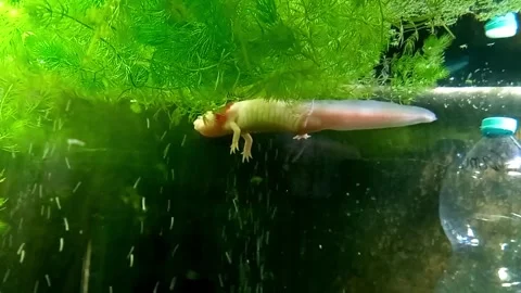 Axolotl swimming in aquarium. Mexican Am... | Stock Video | Pond5