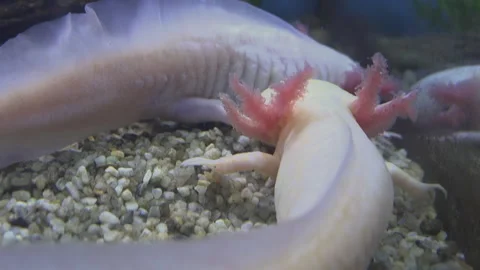 The axolotl uses its four legs to move o... | Stock Video | Pond5
