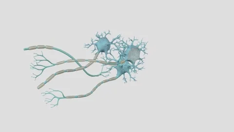 An axon or nerve fiber is a long, slende... | Stock Video | Pond5