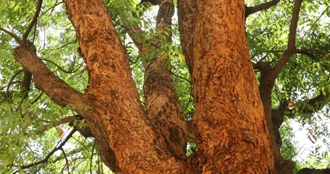 Ayurvedic Tree trunk texture | Stock Video | Pond5