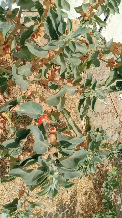 Ayurvedic Stock Video Footage | Royalty Free Ayurvedic Videos | Pond5