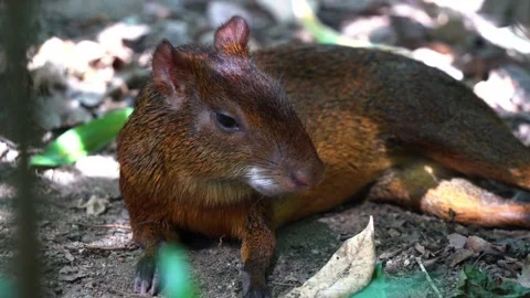 Azara's agouti, dasyprocta azarae lying ... | Stock Video | Pond5