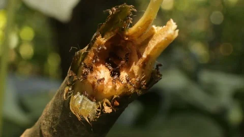 Azteca ants inside cecropia tree branch,... | Stock Video | Pond5