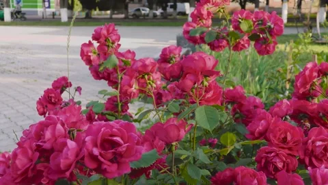 Environment Pass Stock Videos – Royalty-Free HD & 4K Videos