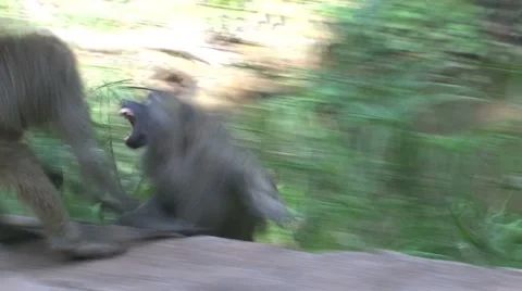 Baboon Stock Videos – Royalty-Free HD & 4K Videos