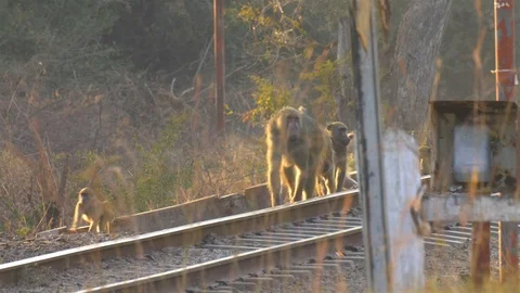 Baboon troop walking on train railway, A... | Stock Video | Pond5