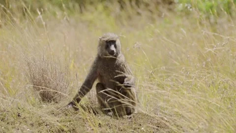 Baboon walking on all fours through the ... | Stock Video | Pond5