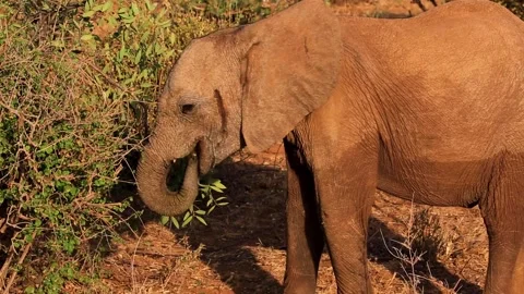 Baby African Elephant using trunk to pic... | Stock Video | Pond5