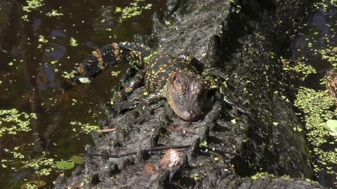 Baby Mama A Stock Videos – Royalty-Free HD & 4K Videos