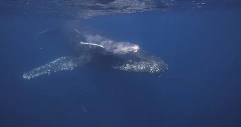 Baby Mama A Stock Videos – Royalty-Free HD & 4K Videos