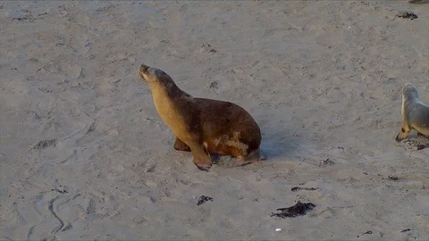 Chase Young Baby Stock Videos – Royalty-Free HD & 4K Videos | Pond5