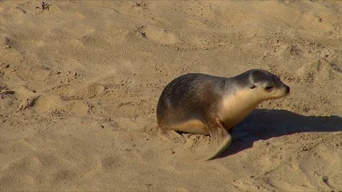 Chase Young Baby Stock Videos – Royalty-Free HD & 4K Videos | Pond5