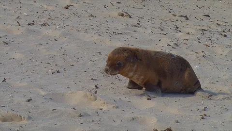 Chase Young Baby Stock Videos – Royalty-Free HD & 4K Videos | Pond5