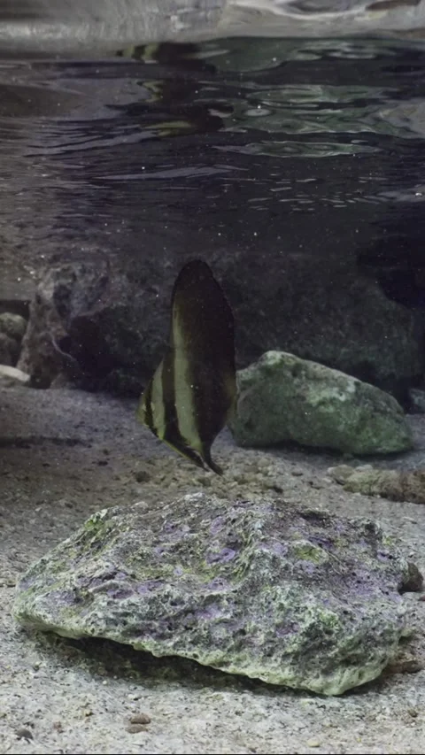 Baby Bat fish swims among rocks in shall... | Stock Video | Pond5