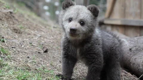 Baby bear cub sitting and playing in for... | Stock Video | Pond5