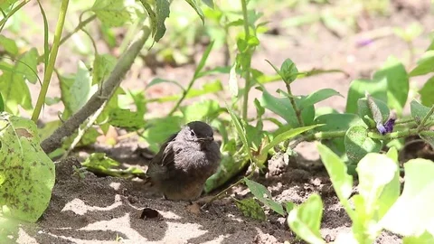 baby bird black redstart in natural habi... | Stock Video | Pond5