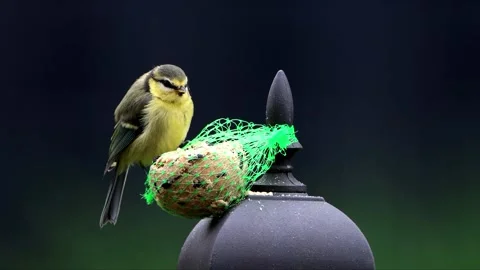 Fat Fat Baby Stock Videos – Royalty-Free HD & 4K Videos | Pond5