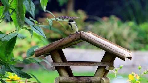 baby bird parus major on bird house roof... | Stock Video | Pond5