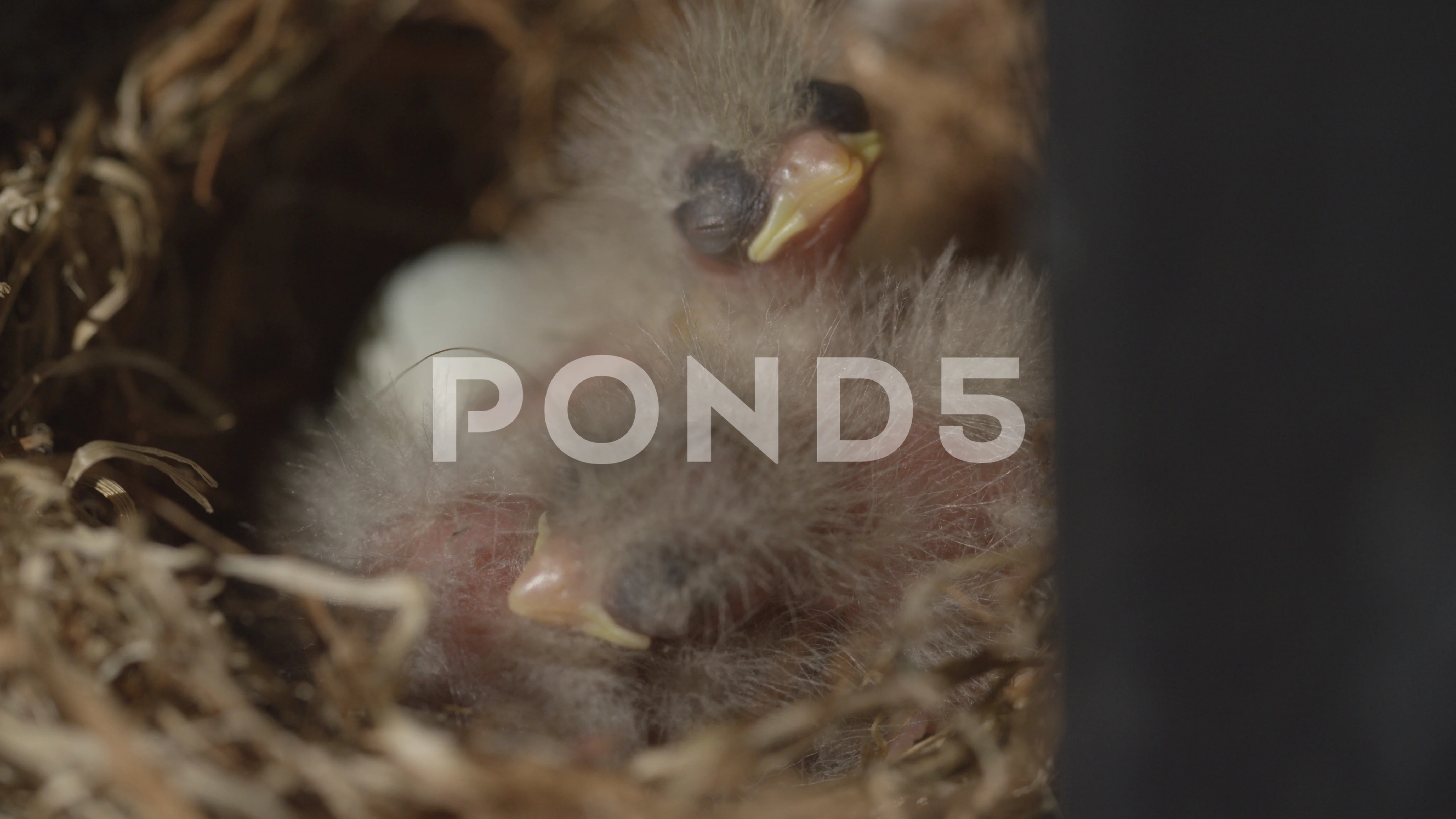 Snuggles Baby Bird Cuddling How To Raise A Snuggly Bird: 13 Steps