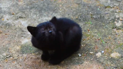 Black Cat Stock Video Footage | Royalty Free Black Cat Videos | Page 8