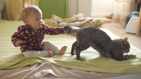 Cat Baby Stock Video Footage | Royalty Free Cat Baby Videos | Pond5