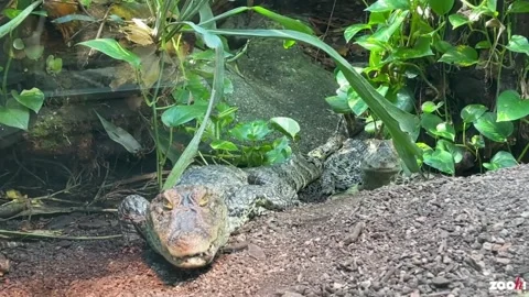 Baby Caiman Stuns Zookeepers By Hatching... | Stock Video | Pond5