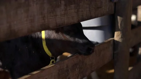 Baby calf cow mooing in barn with head b... | Stock Video | Pond5