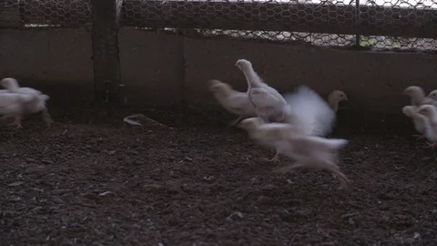 Chickens Running Stock Video Footage | Royalty Free Chickens Running ...