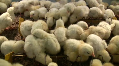 Baby Chicks Factory Farm Chicken Poultry... | Stock Video | Pond5