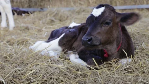 baby cow sitting on straw | Stock Video | Pond5