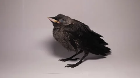 Baby crow on white background in exotic ... | Stock Video | Pond5