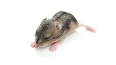 X Hamsterasian Stock Footage ~ Royalty Free Stock Videos | Pond5