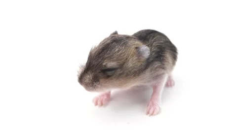 X Hamsterasian Stock Footage ~ Royalty Free Stock Videos | Pond5