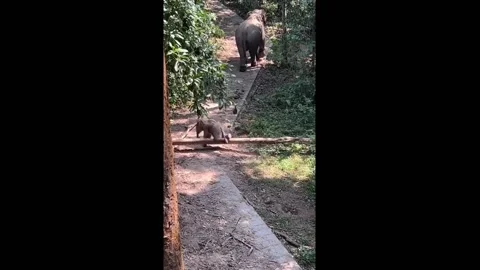 Baby Elephant Overcomes Forest Obstacle ... | Stock Video | Pond5