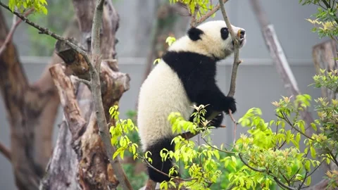 baby giant panda bear climbing the tree | Stock Video | Pond5