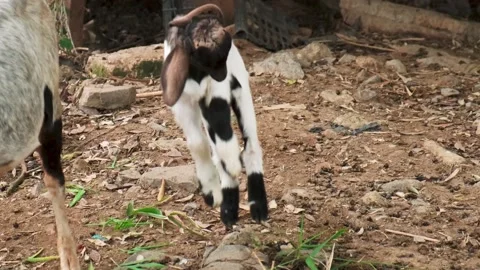 Danceing Baby Stock Videos – Royalty-Free HD & 4K Videos