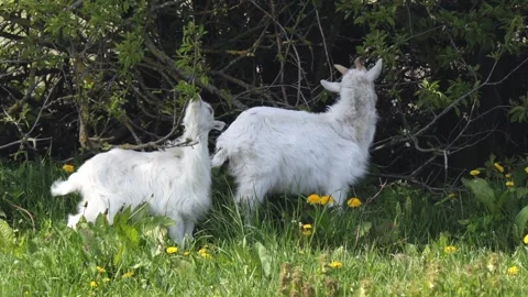 Sheeps Pluck Stock Videos – Royalty-Free HD & 4K Videos