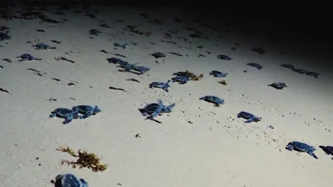Baby Green Sea Turtles Running to The Wa... | Stock Video | Pond5