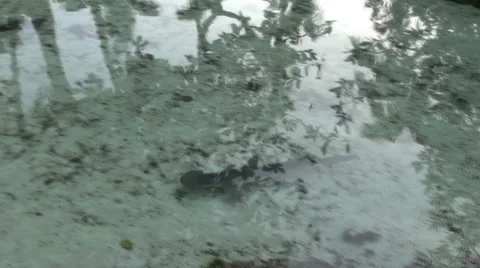 Baby Shark Background Stock Videos – Royalty-Free HD & 4K Videos