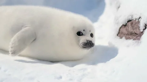 Ice Ice Baby Stock Videos – Royalty-Free HD & 4K Videos