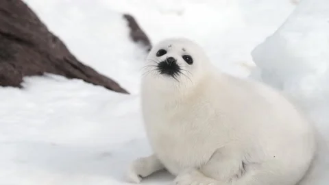 Ice Ice Baby Stock Videos – Royalty-Free HD & 4K Videos