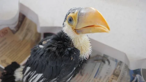A baby hatchling Toco Toucan stretches h... | Stock Video | Pond5