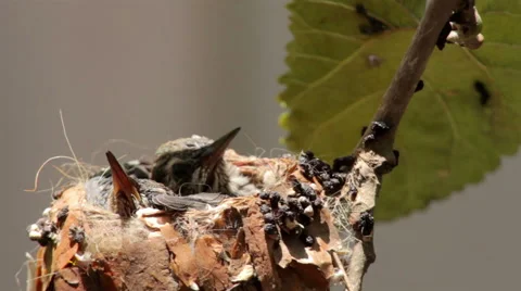 Baby hummingbirds crying in the nest, wa... | Stock Video | Pond5