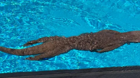 A Baby Komodo Dragon, swimming in the sw... | Stock Video | Pond5