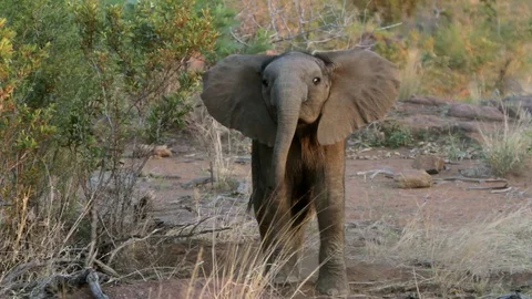 Charging Baby Stock Videos – Royalty-Free HD & 4K Videos