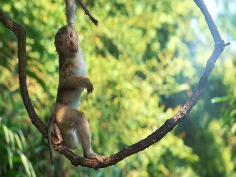 baby monkey hanging on liana in lowland ... | Stock Video | Pond5